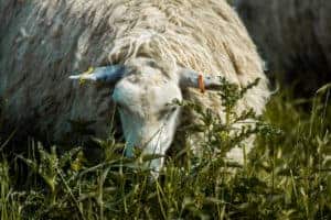 Wildlife on Mull - 12 Animals You Can See on Your Trip to the Isle of Mull
