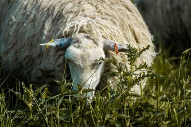 Wildlife on Mull - 12 Animals You Can See on Your Trip to the Isle of Mull