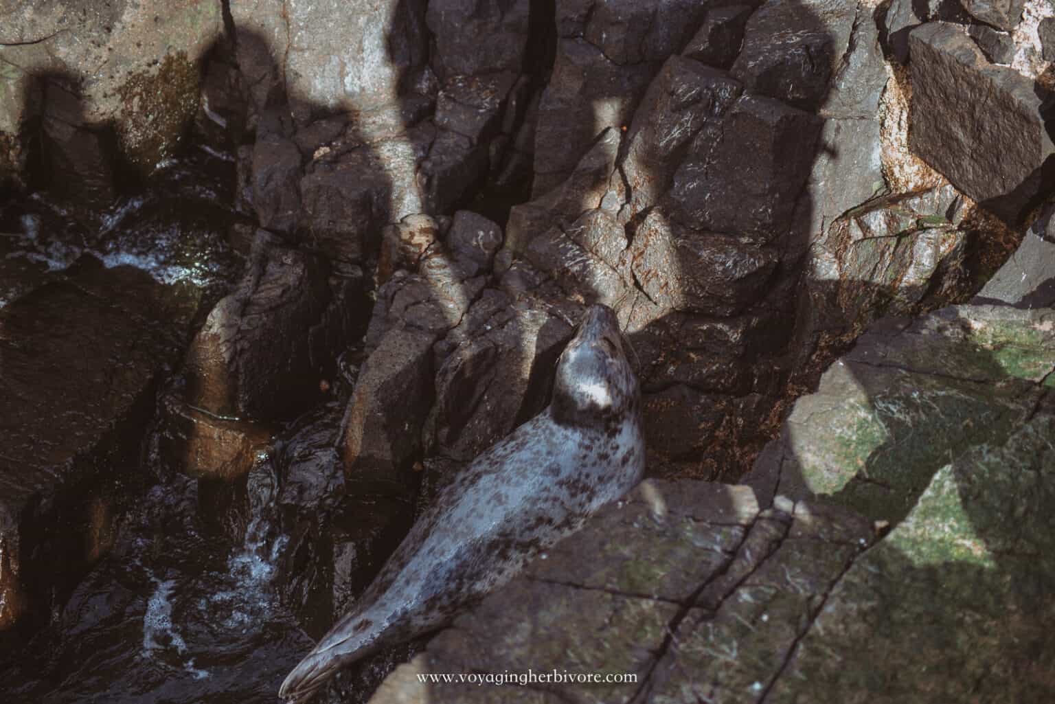 Wildlife on Mull - 12 Animals You Can See on Your Trip to the Isle of Mull