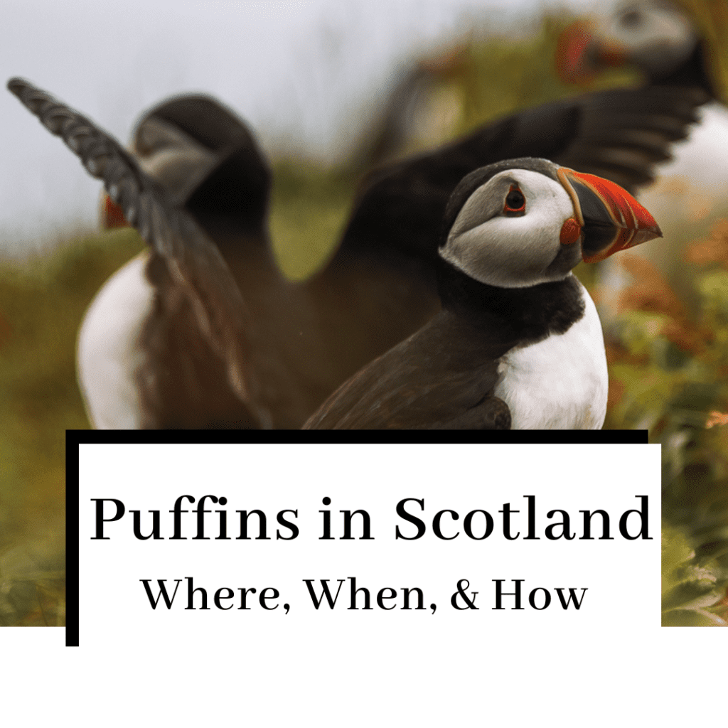 Puffins in Scotland: Where, When & How to See Them - Voyaging Herbivore