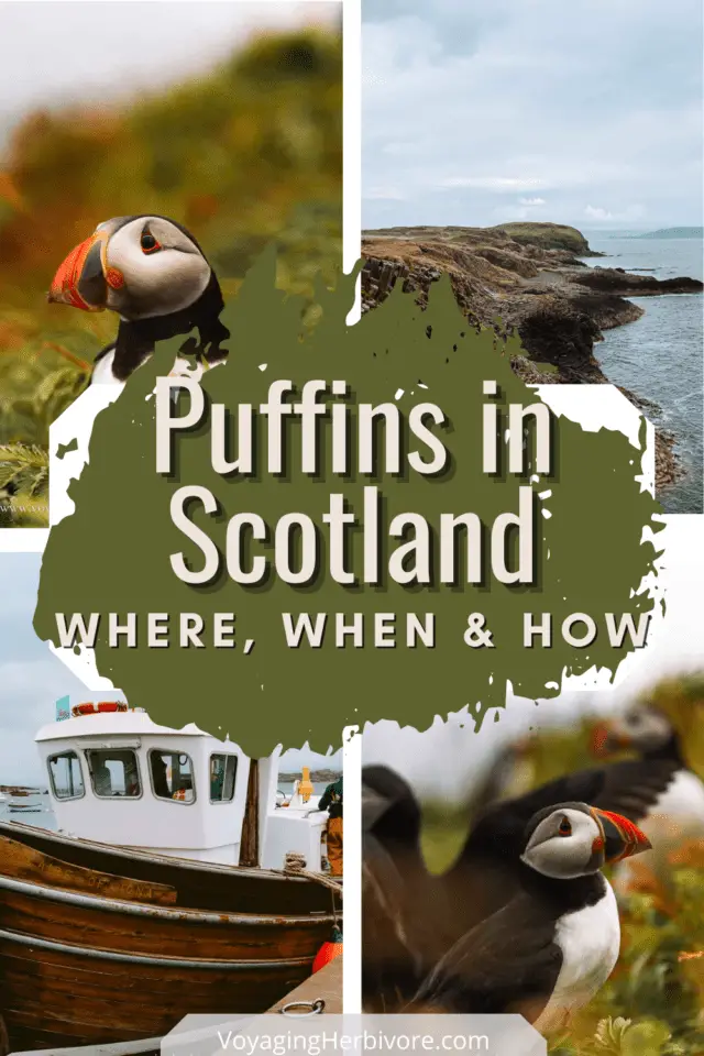 Puffins in Scotland: Where, When & How to See Them - Voyaging Herbivore