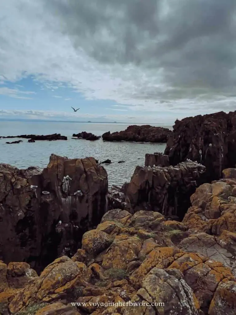 Isle of May Boat Trip: Read This BEFORE Seeing the Puffins