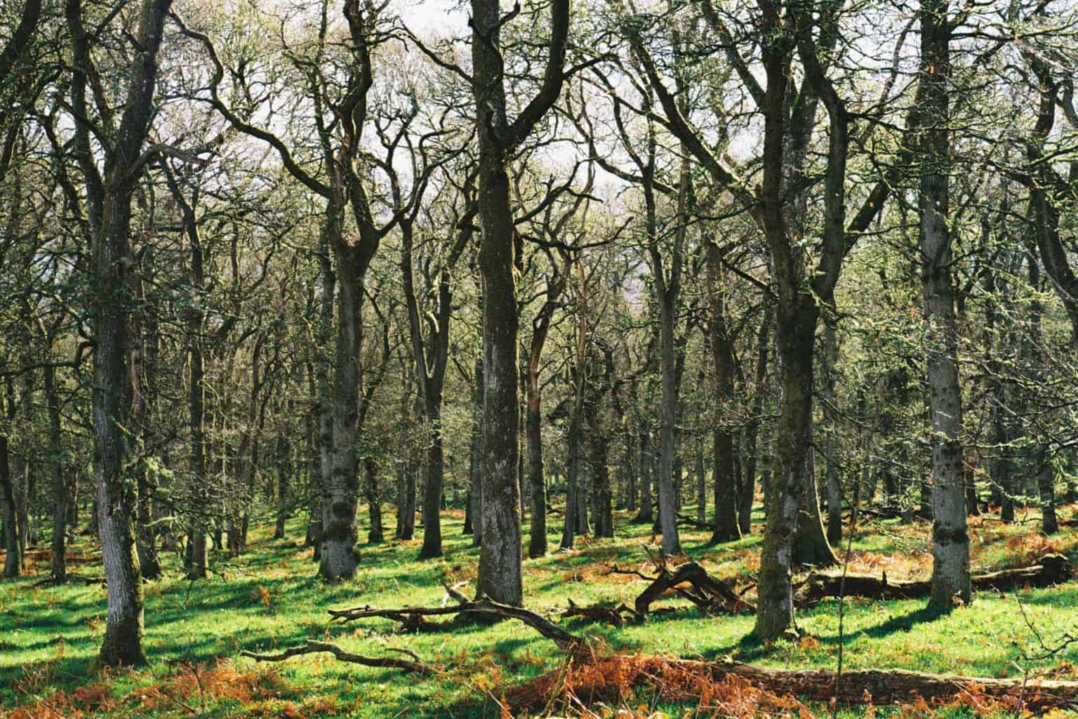Bluebells Scotland: Where (and When) to See Them - Voyaging Herbivore